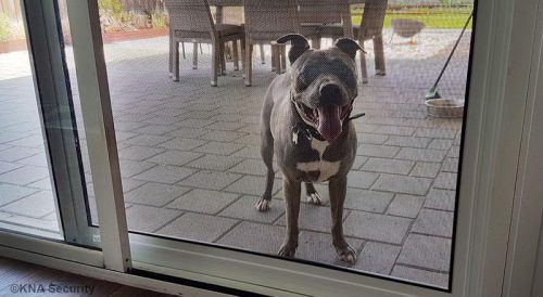 Pet Proof Screen Doors & Fly Screens Perth | KNA Security